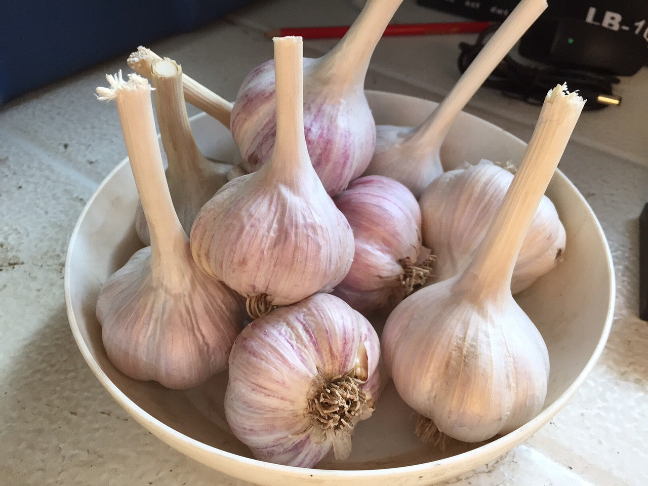 The Effect of Garlic on Good and Bad Bacteria – Red Lion Organic Farms